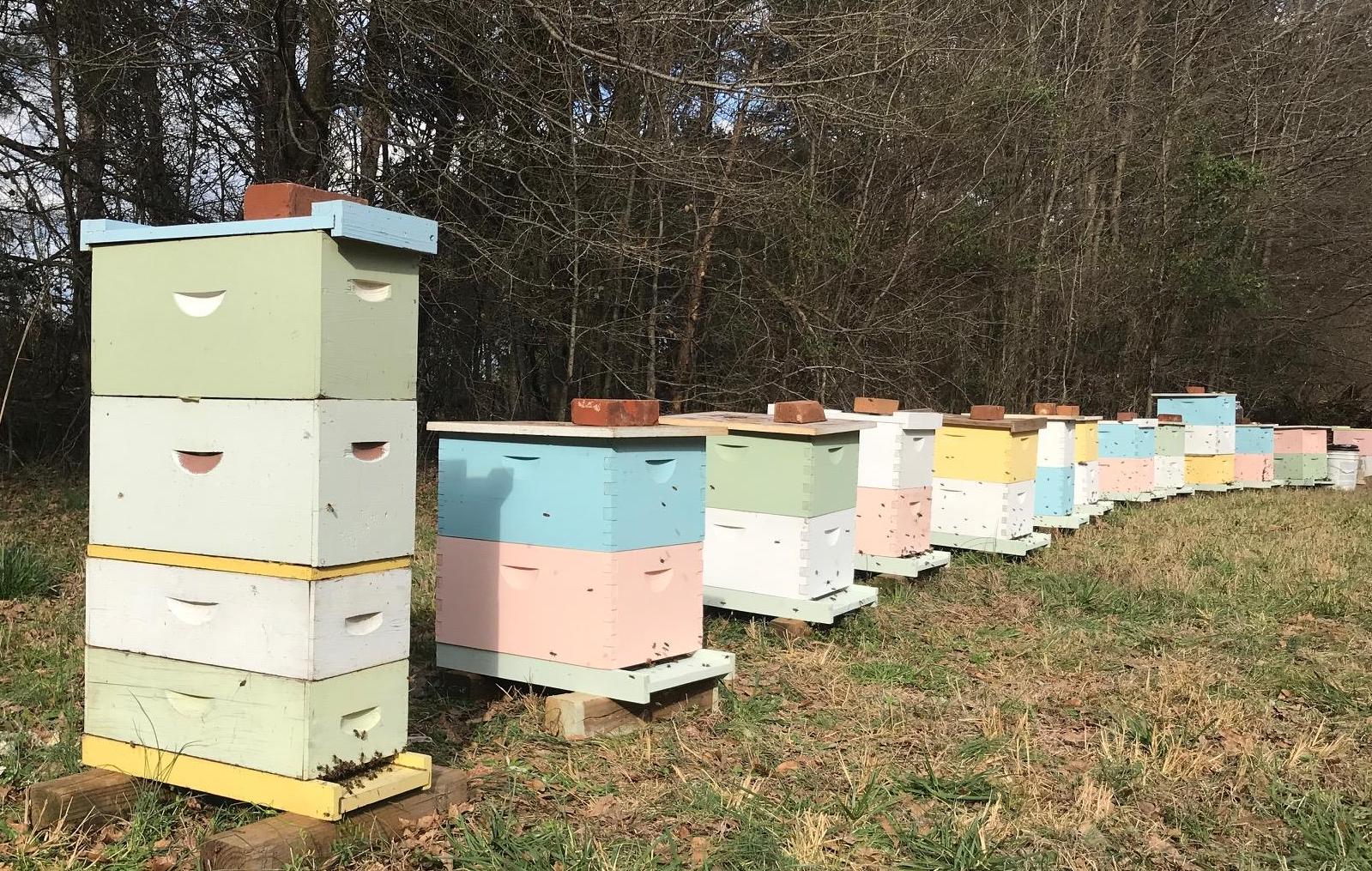 Master Beekeeper Program | Bee Program